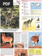 Wildlife Fact File - Mammals - Pgs. 1-10 | Gorilla