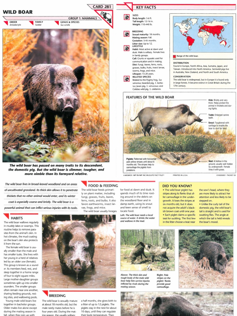 Wildlife Fact File - Mammals Pgs. 281-290 | PDF | Bat | Wild Boar