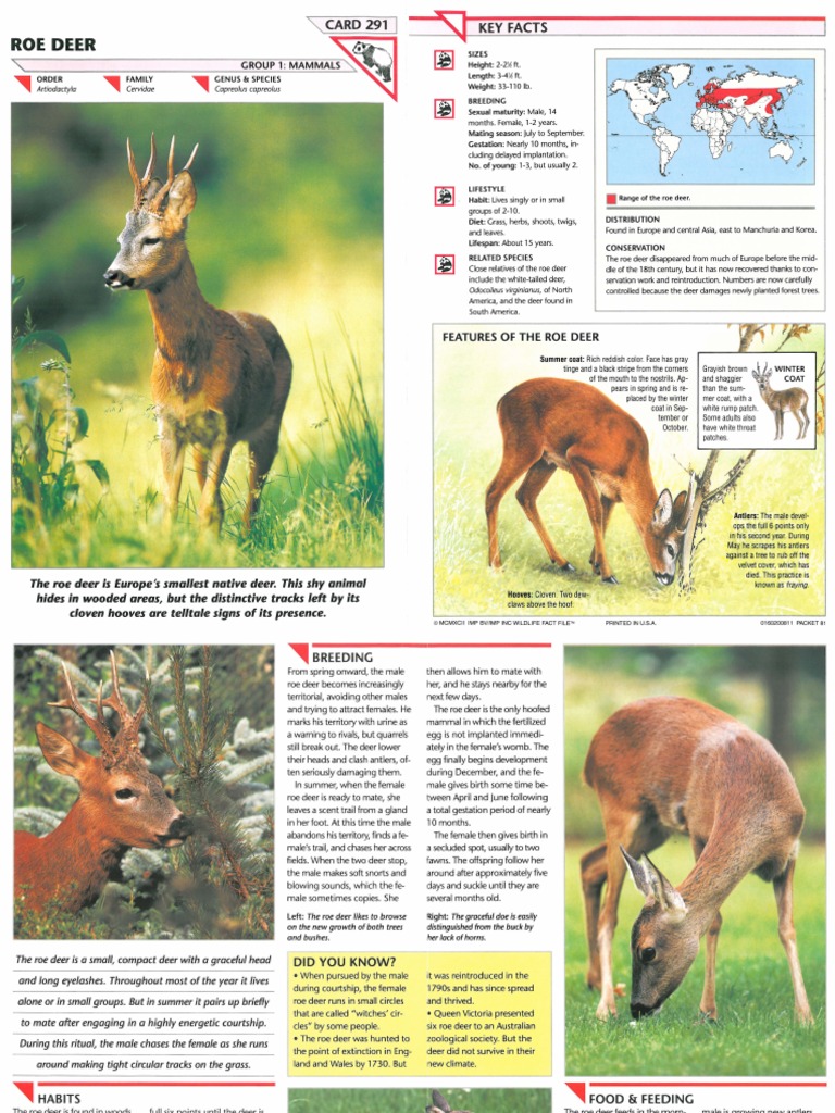Wildlife Fact File - Mammals Pgs. 291-300 | PDF | Rhinoceros | Bears