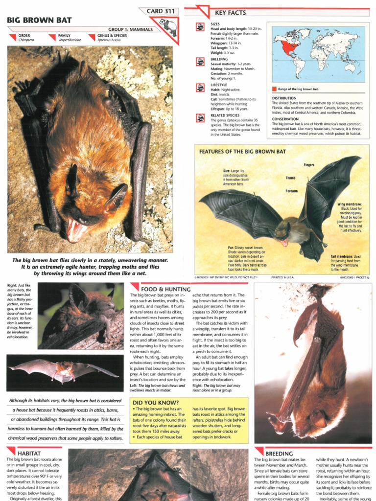 Wildlife Fact File - Mammals Pgs. 311-320 | Download Free PDF | Bat ...