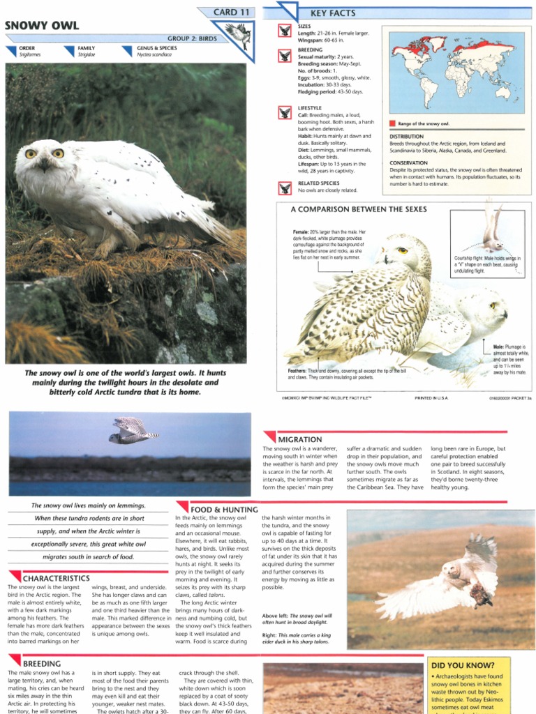 Wildlife Fact File - Birds - 11-20 | Owl | Birds