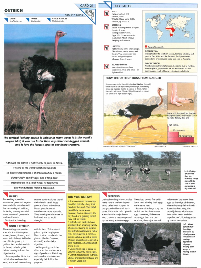 Wildlife Fact File - Birds - 21-30 | PDF | Owl | Birds