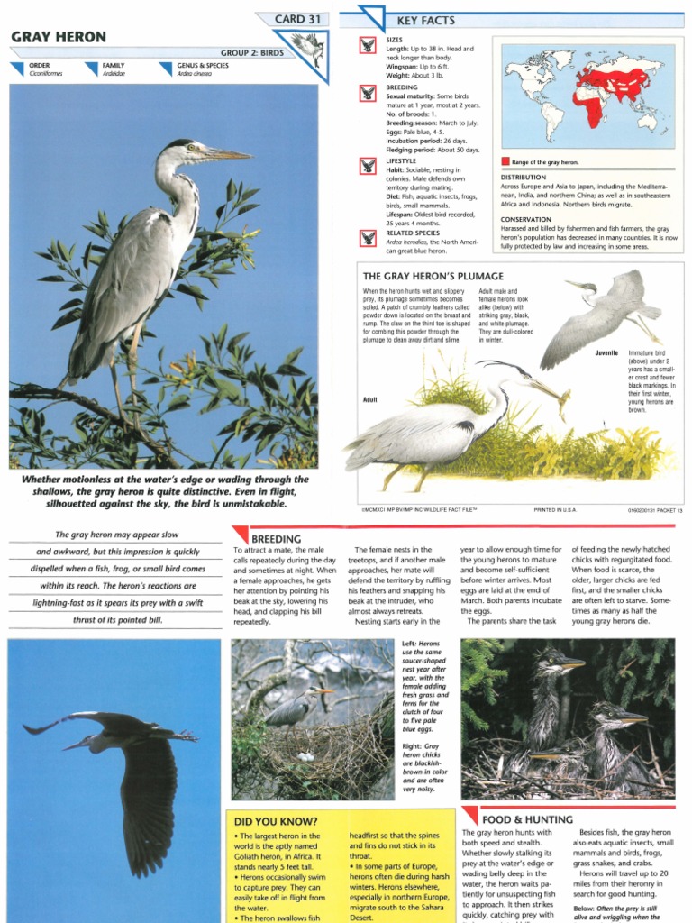 Wildlife Fact File - Birds - 31-40 | Birds | Tetrapods