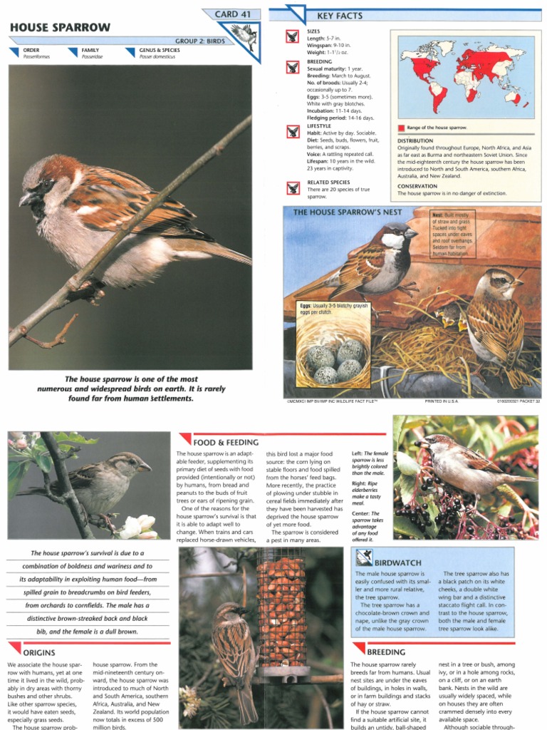 Wildlife Fact File - Birds - 41-50 | PDF | Gull | Birds