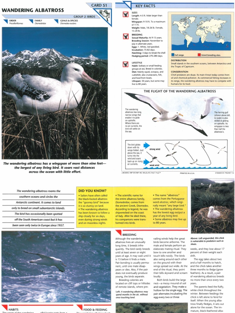 Wildlife Fact File - Birds - 51-60 | PDF | Birds | Parrot