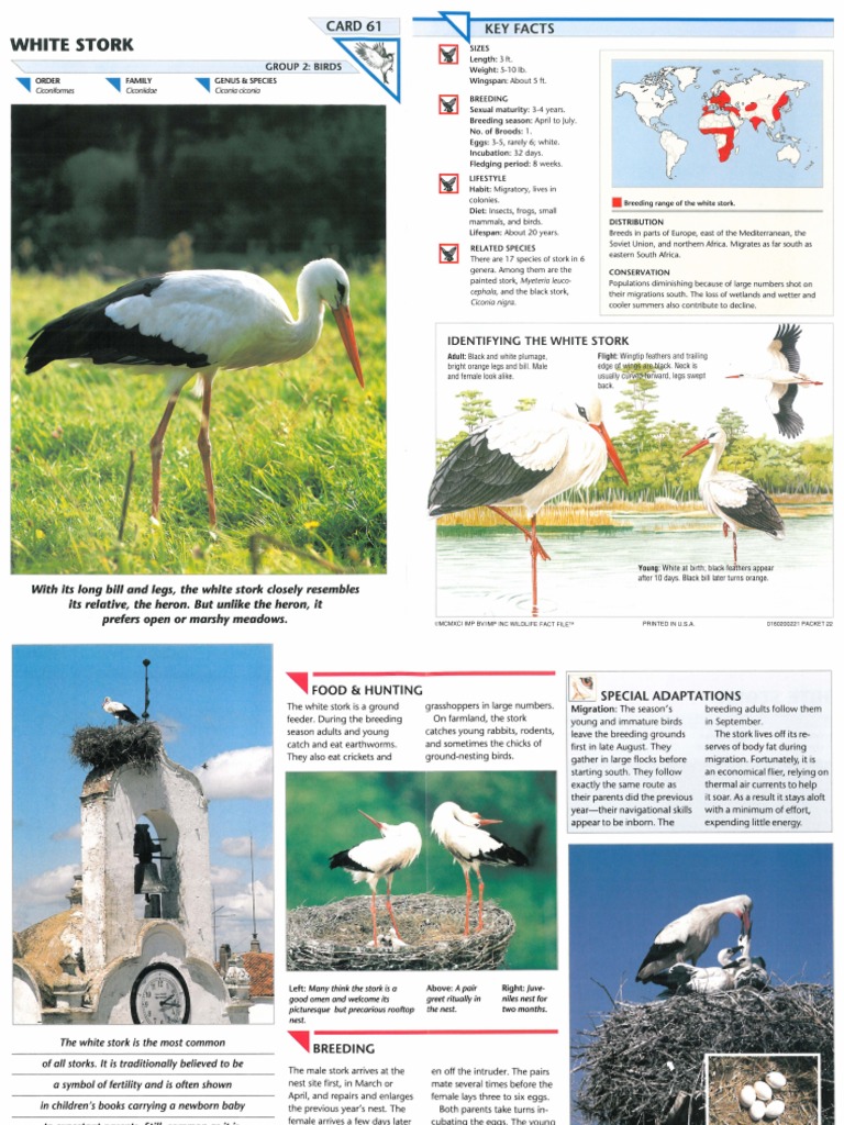 Wildlife Fact File - Birds - 61-70 | PDF | Peafowl | Birds