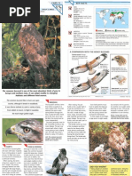 Wildlife Fact File - Mammals - Pgs. 31-40 | PDF | Leopard | Hippopotamus