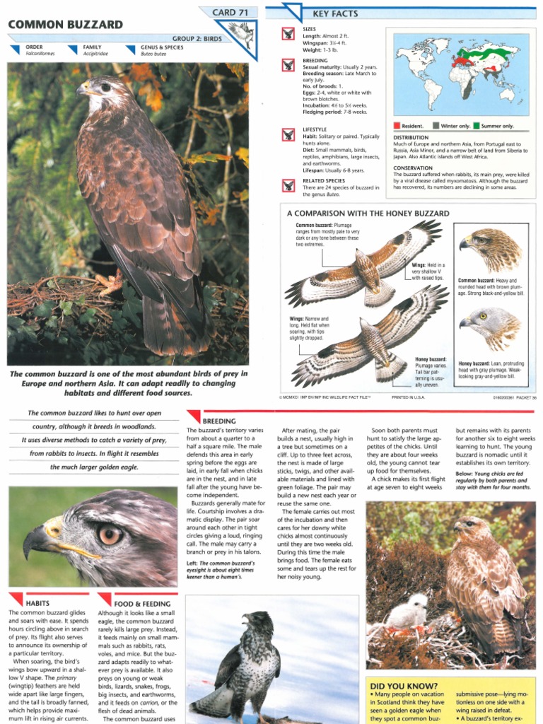 Wildlife Fact File - Birds - 71-80 | PDF | Parrot | Birds