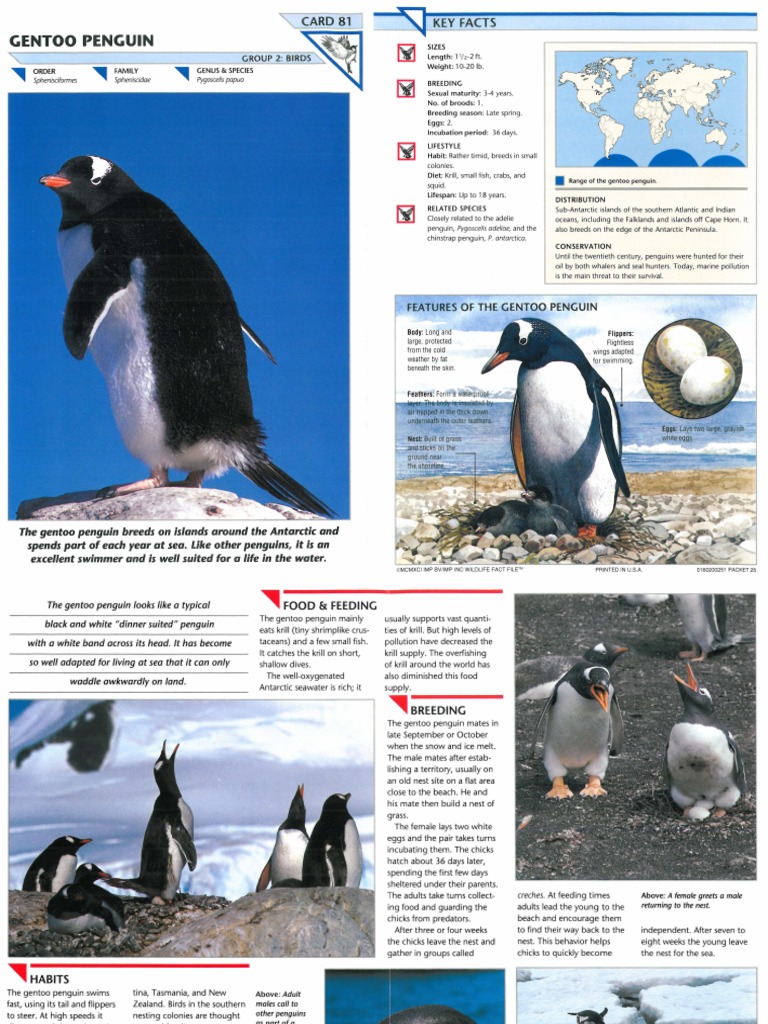 Wildlife Fact File - Birds - 81-90 | Penguin | Birds