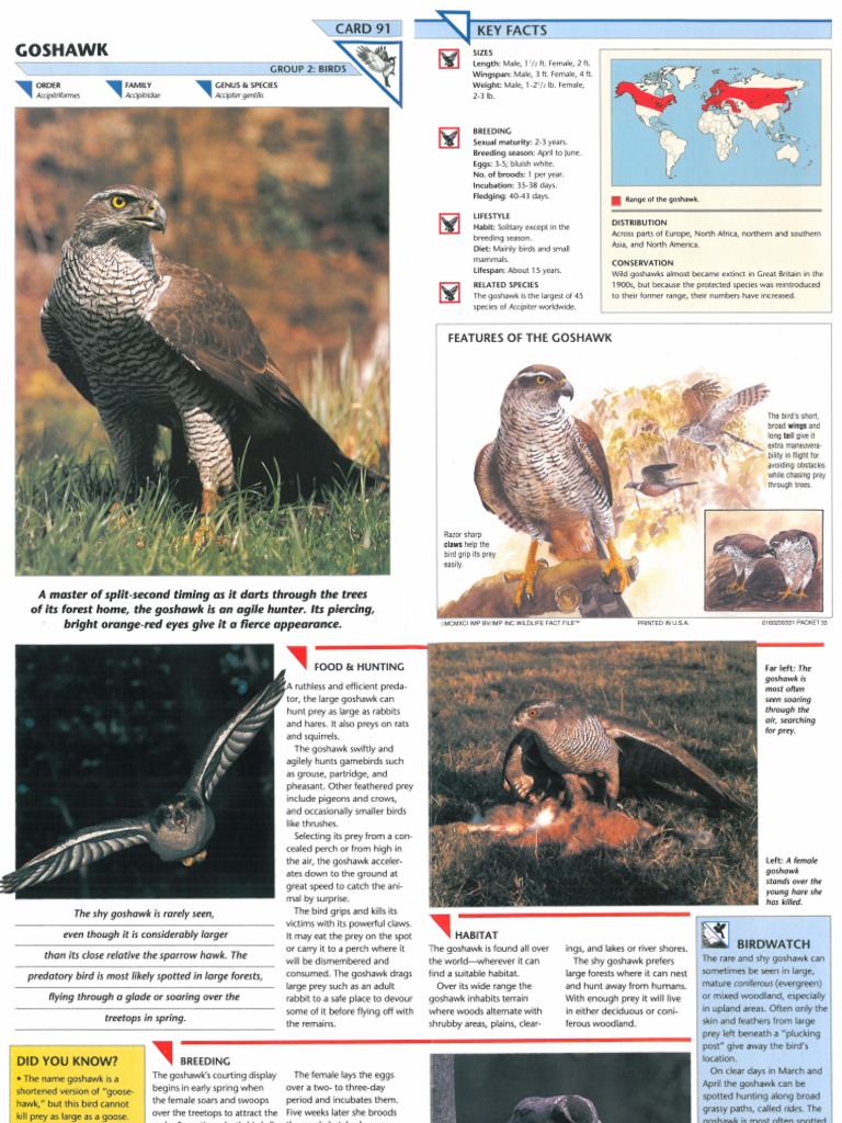 Wildlife Fact File - Birds - Pgs. 91-100 | PDF | Birds | Tetrapods