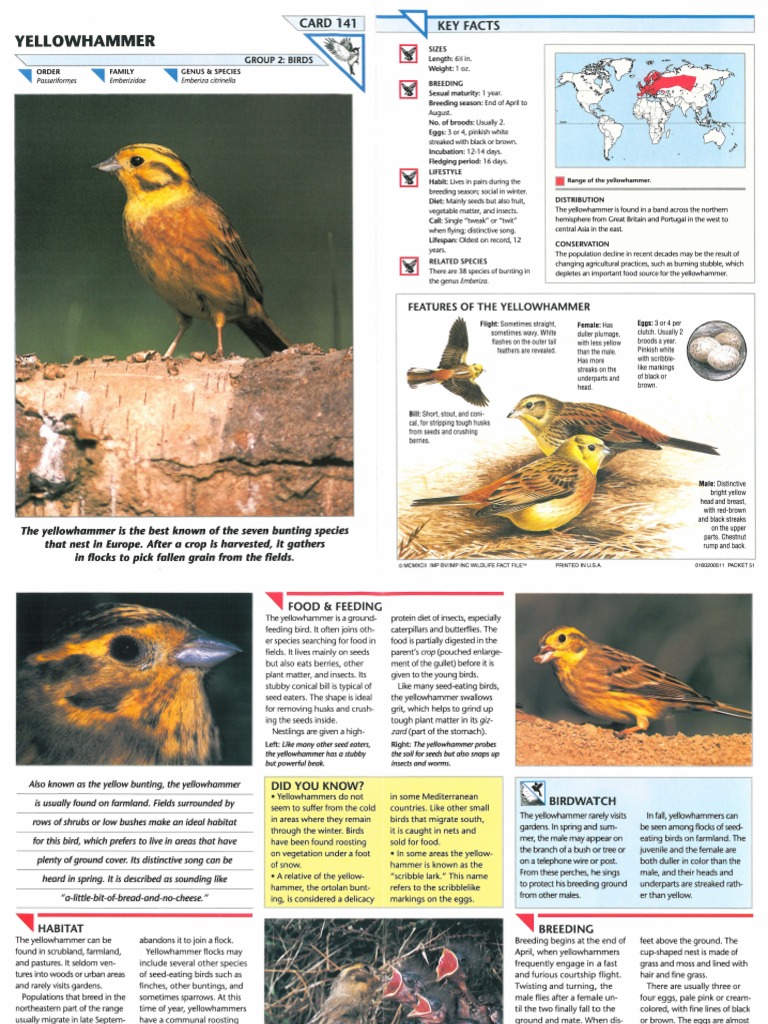 Wildlife Fact File - Birds - Pgs. 141-150 | Gull | Birds