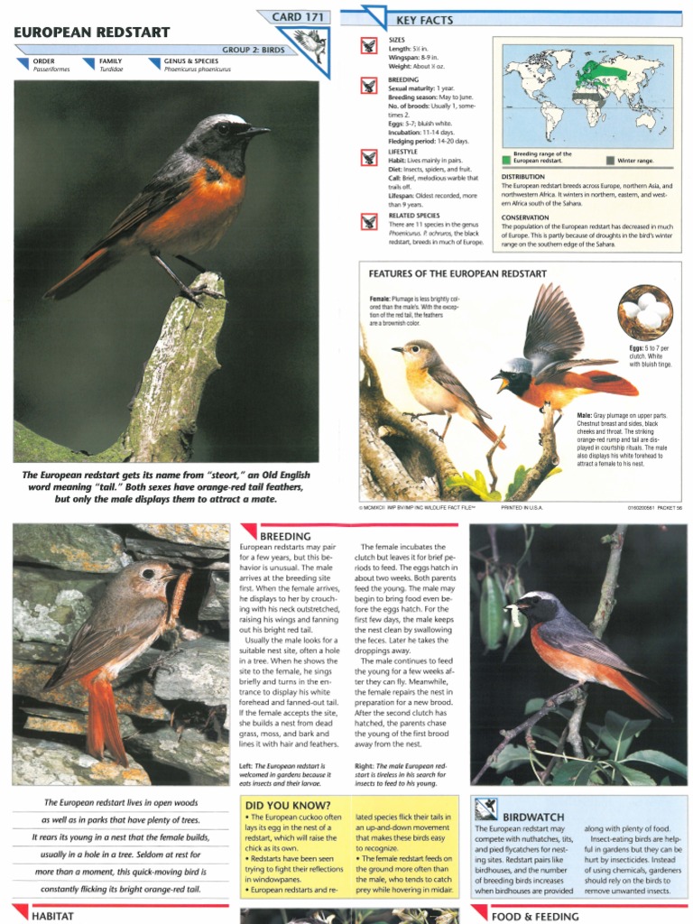 Wildlife Fact File - Birds - Pgs. 171-180 | PDF | Birds | Columbidae