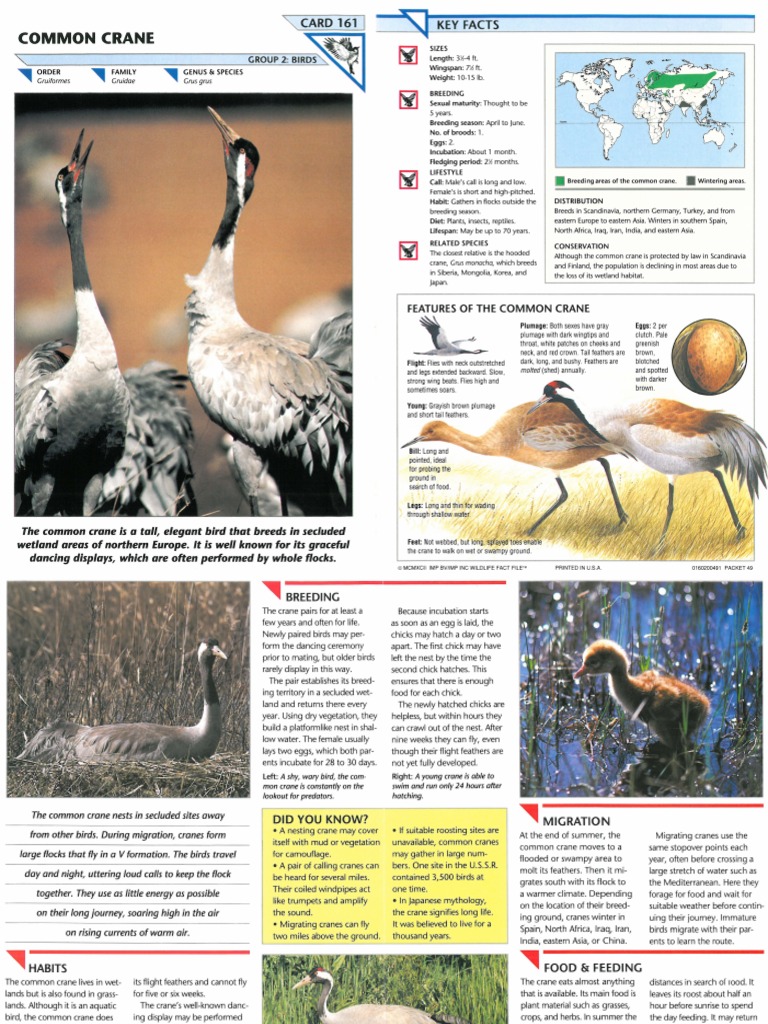 Wildlife Fact File - Birds - Pgs. 161-170 | Owl | Birds