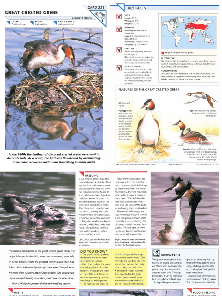 Wildlife Fact File - Birds - Pgs. 221-230 | PDF | Gull | Birds
