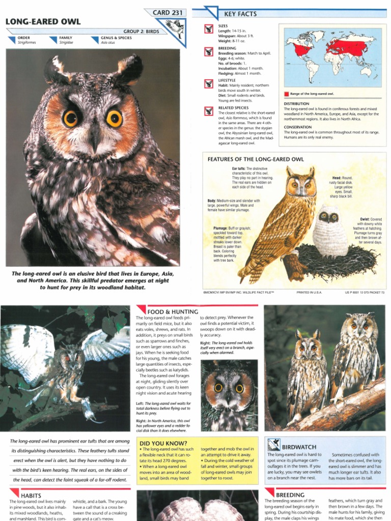 Wildlife Fact File - Birds - Pgs. 231-240 | Download Free PDF | Owl | Birds