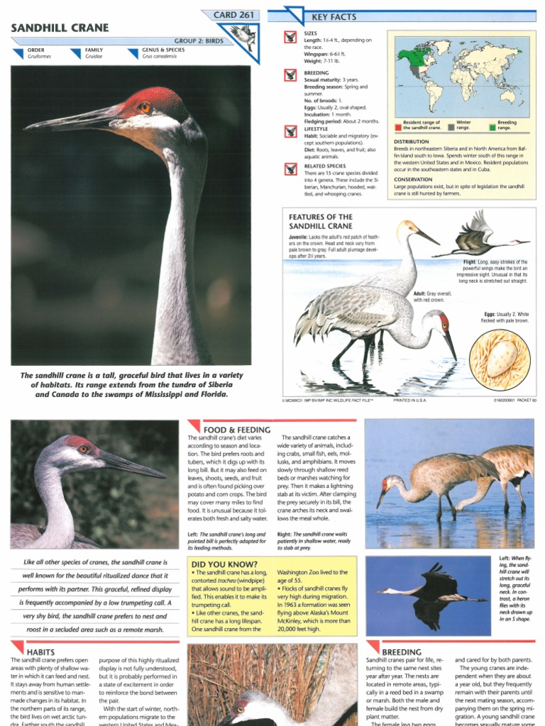 Wildlife Fact File - Birds - Pgs. 261-270 | Parrot | Birds