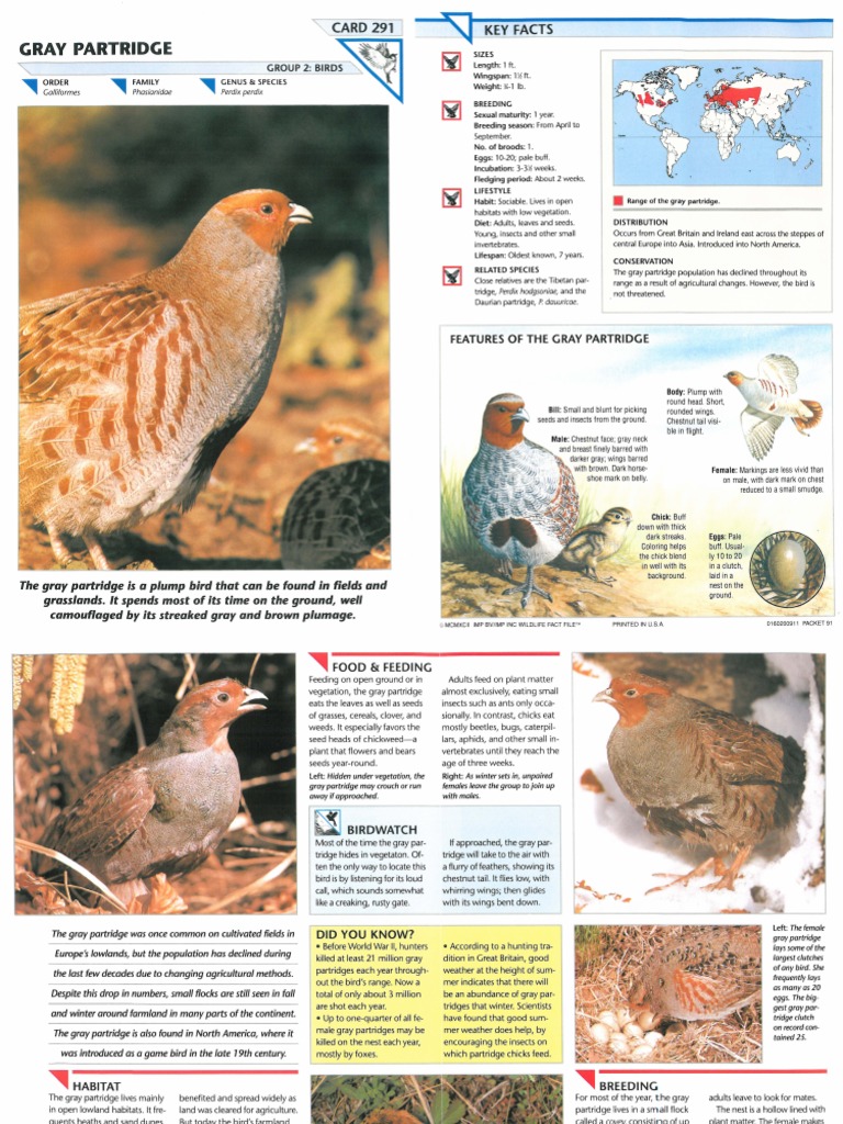 Wildlife Fact File - Birds - Pgs. 291-300 | Birds | Owl