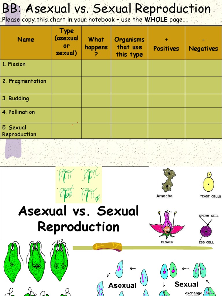 Asexual vs. Sexual Reproduction Explained | PDF