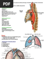 Chest X-Ray Template | PDF | Lung | Thorax
