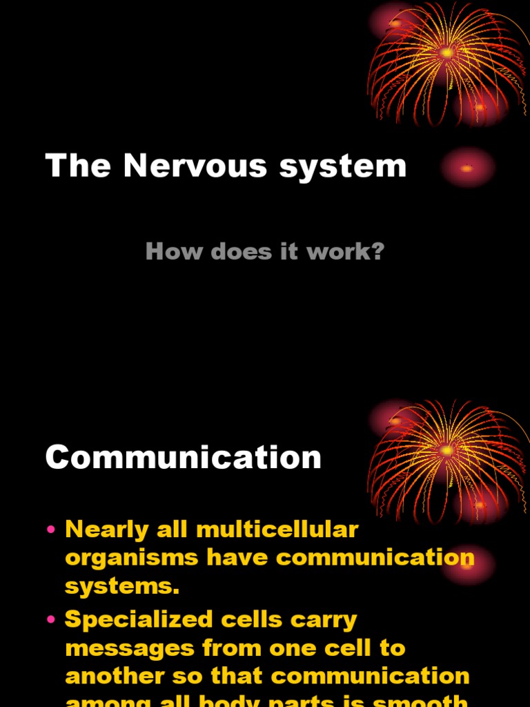 Nervous System Powerpoint | PDF | Action Potential | Nervous System