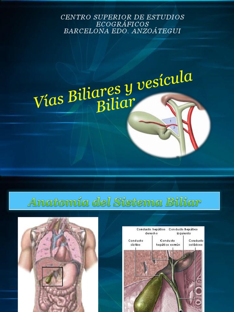 Anatomia Biliar | PDF | Vesícula biliar | Bilis