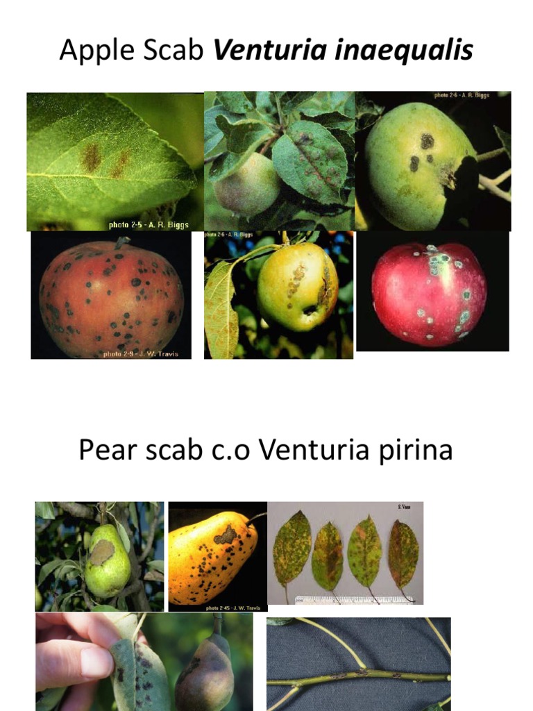 Apple Scab Venturia inaequalis | Fungicide | Public Health