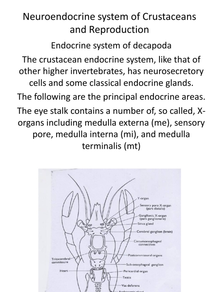 Neuroendocrine System in Crustaceans | PDF | Ovary | Neuroendocrine Cell