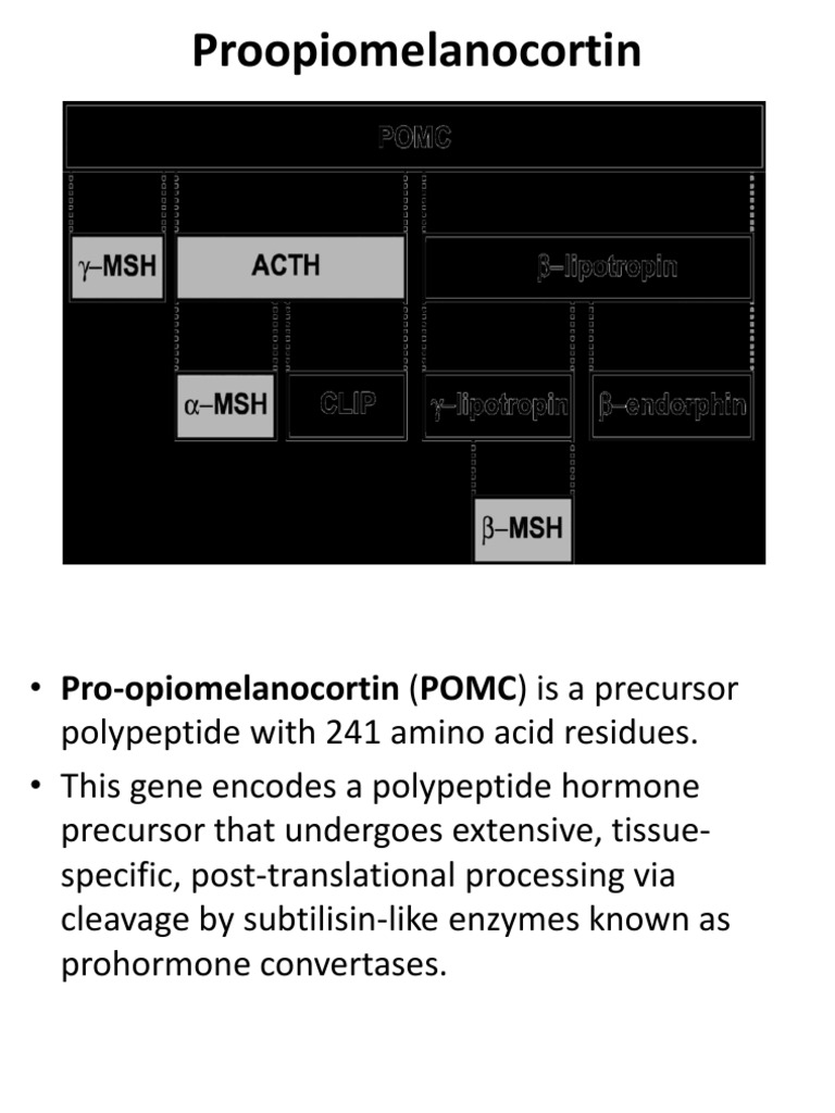 Pomc | PDF | Peptide | Adrenocorticotropic Hormone