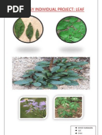 Constructing a Leaf Dichotomous Key | PDF | Leaf | Branches Of Botany