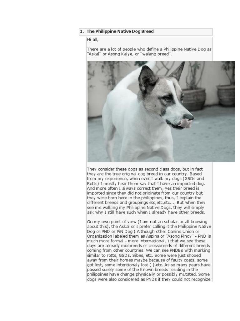 The Philippine Native Dog Breed | Dogs | Dogs As Pets