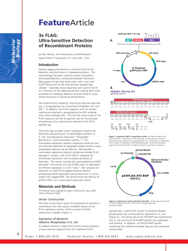 Cloning and Expression - FLAG and 3xFLAG Overview | PDF | Vector ...