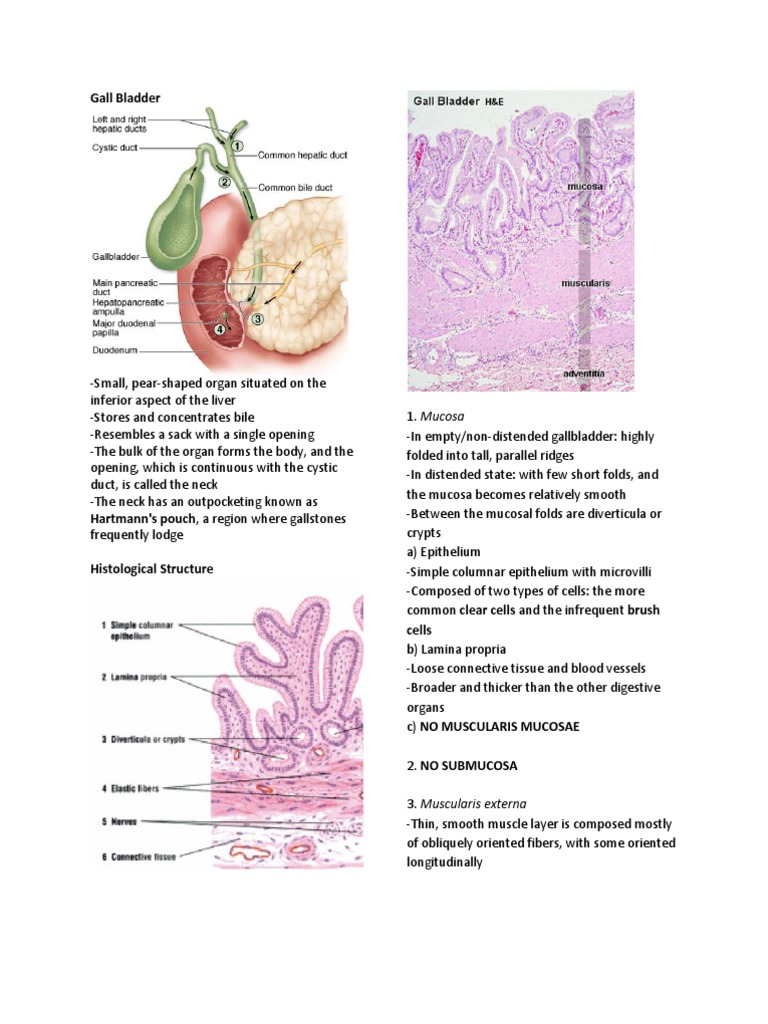 Gall Bladder Histology | PDF