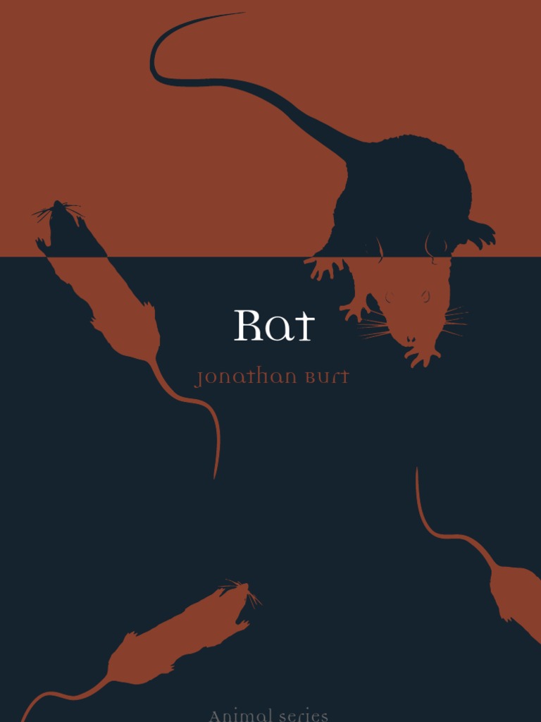 Rat | PDF | Rodent | Rat