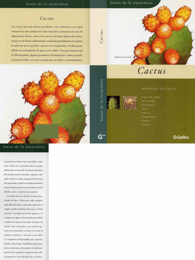 Cactus | PDF