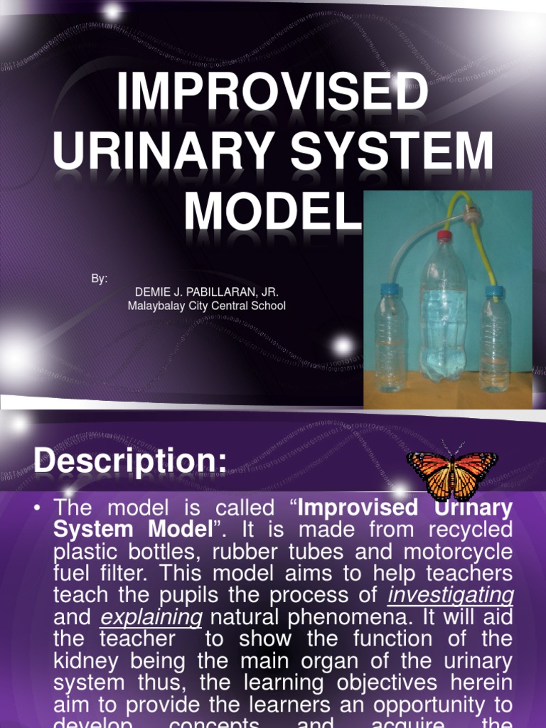 Improvised Urinary System Model | PDF | Urinary System | Kidney