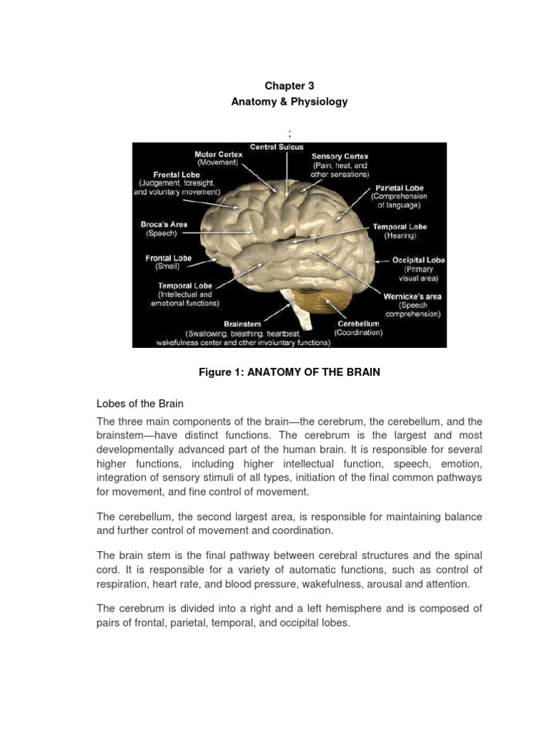Anatomy and Physiology of the Brain | Cerebrum | Brainstem
