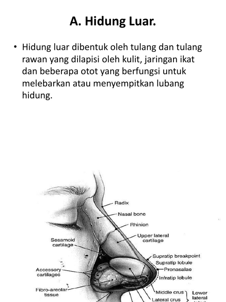 Anatomi Hidung | PDF