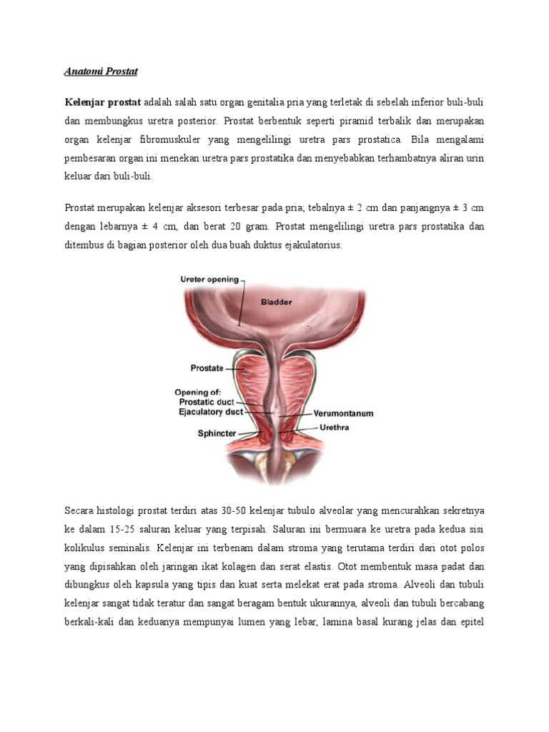 Anatomi Fisiologi Prostat | PDF