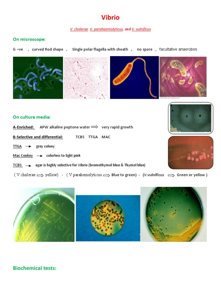 Vibrio PDF | PDF