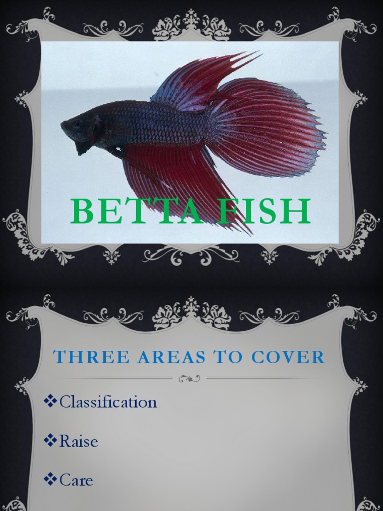 Betta Fish | PDF | Fish | Aquarium