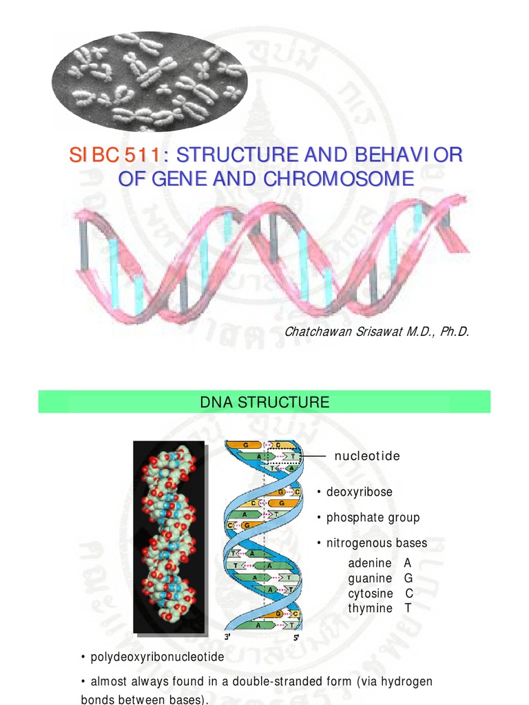 Fine Structure of Genes and Chromosomes | PDF | Chromatin | Gene