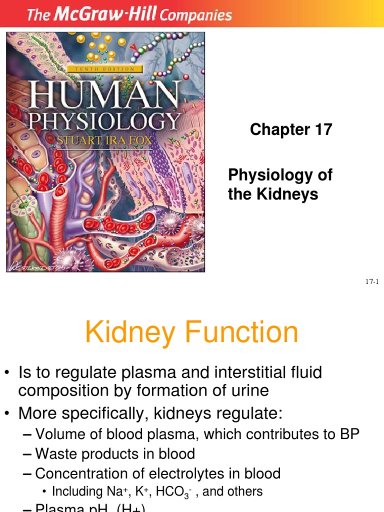 Renal Physiology | PDF | Kidney | Renal Function