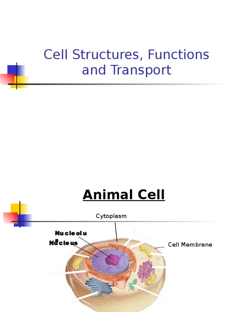 Rough Endoplasmic Reticulum Overview | PDF | Eukaryotes | Cell (Biology)