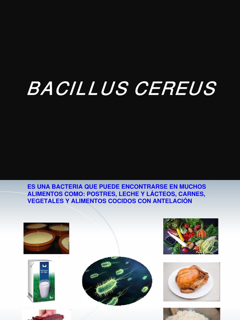 Bacillus Cereus | Seguridad alimenticia | Enfermedades y trastornos