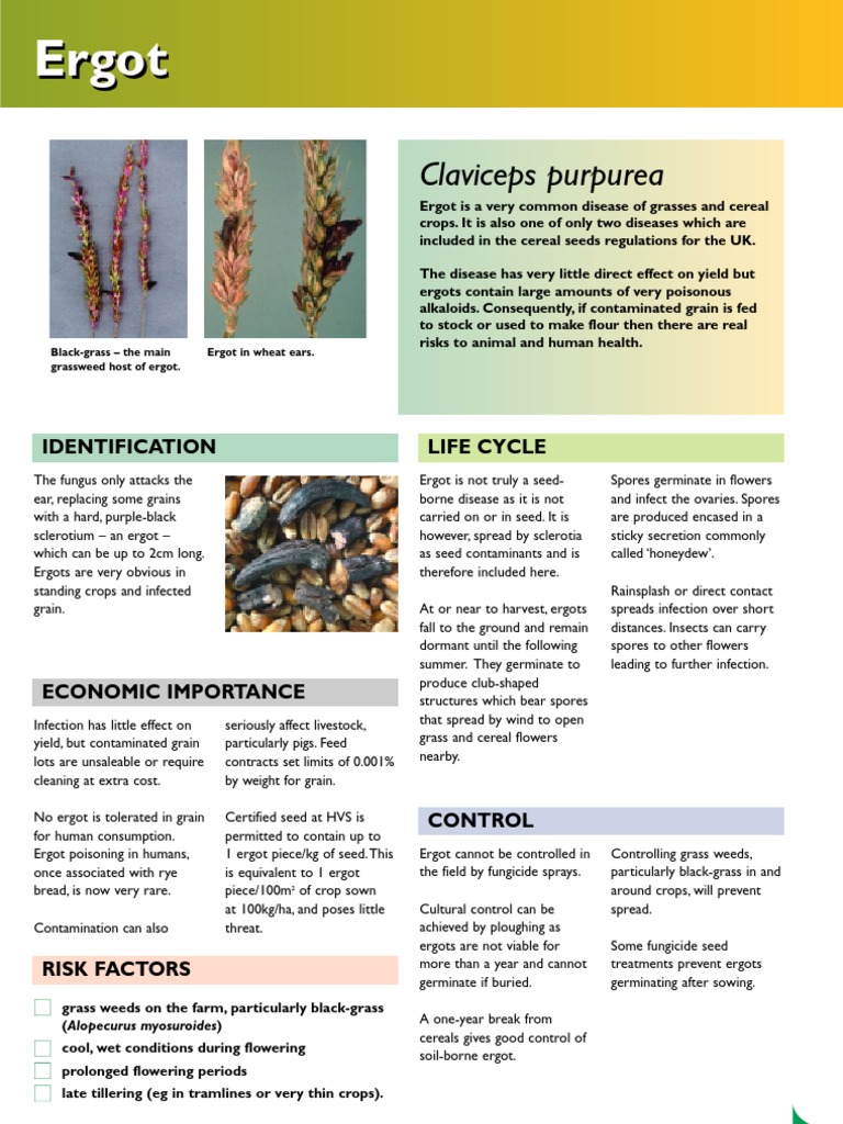 ergot | Plants | Botany