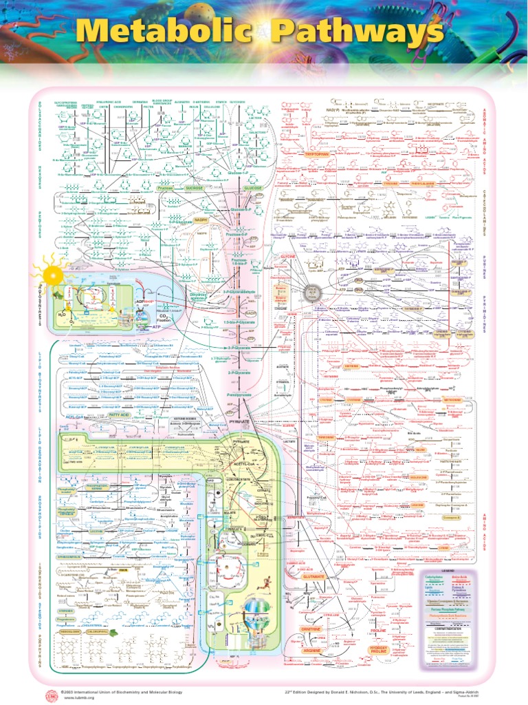 Metabolic Pathways | PDF | Nature | Science