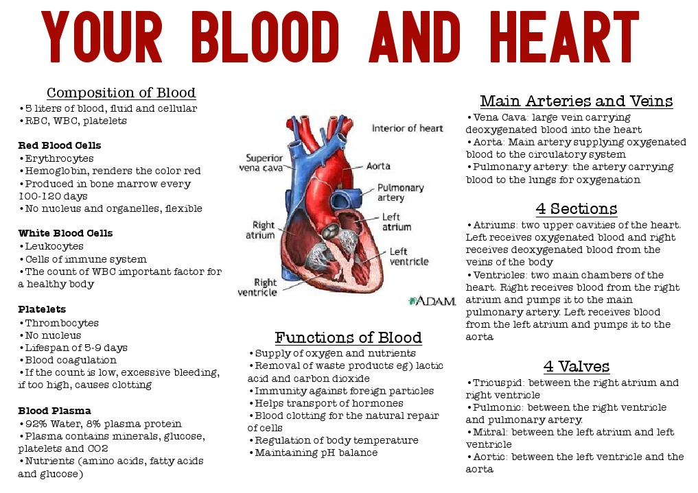 Functions and Composition of Blood | PDF | Atrium (Heart) | Blood