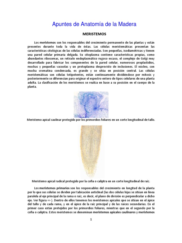 Apuntes de Anatomía de La Madera | PDF | Tallo de la planta | Raíz