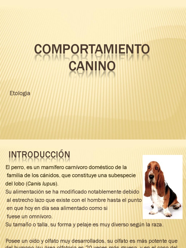 Comportamiento Canino Presentacion PDF | PDF | Perros | Science