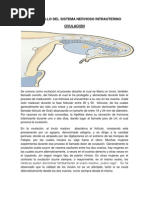 Escala de Tanner: Desarrollo Puberal | PDF | Pubertad | Estradiol